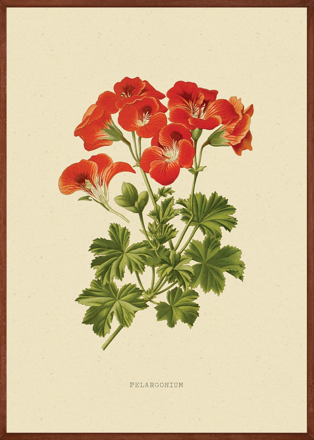 Geranium Bloem Vintage poster – Studio Trenzy